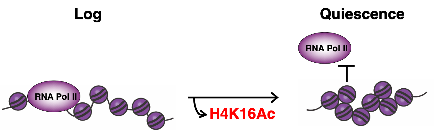 Research – Swygert Lab